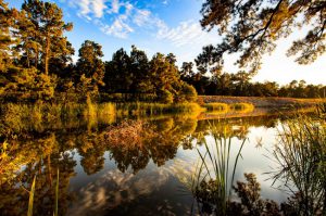 Santee Cooper Lakes - Marion and Moultrie