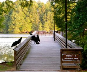 Santee Cooper Lakes - Marion and Moultrie